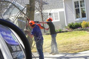 Timber Ridge Tree Care Services - Cascade Tree Service